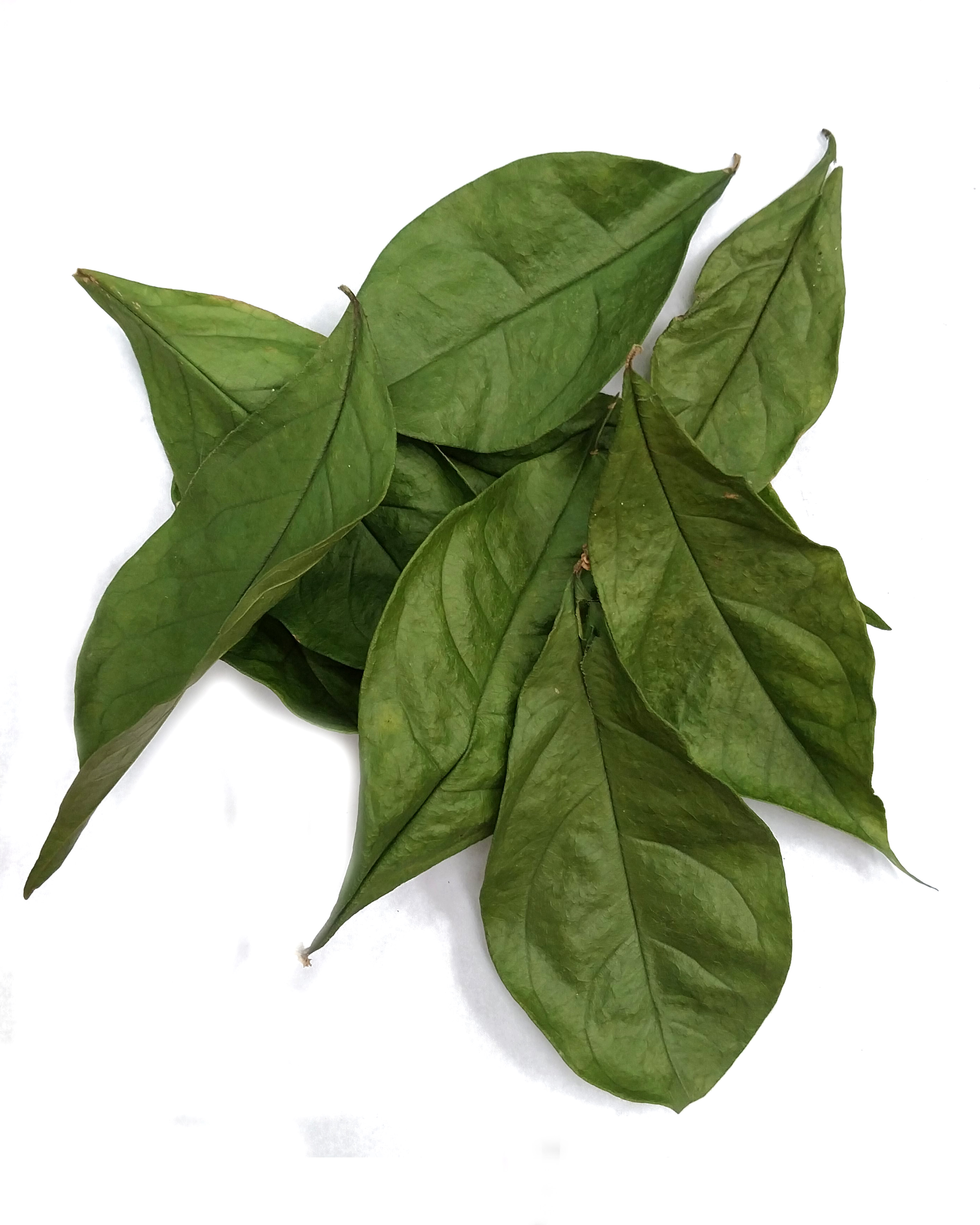 Tzumi Muraya - Chiric sanango leaves